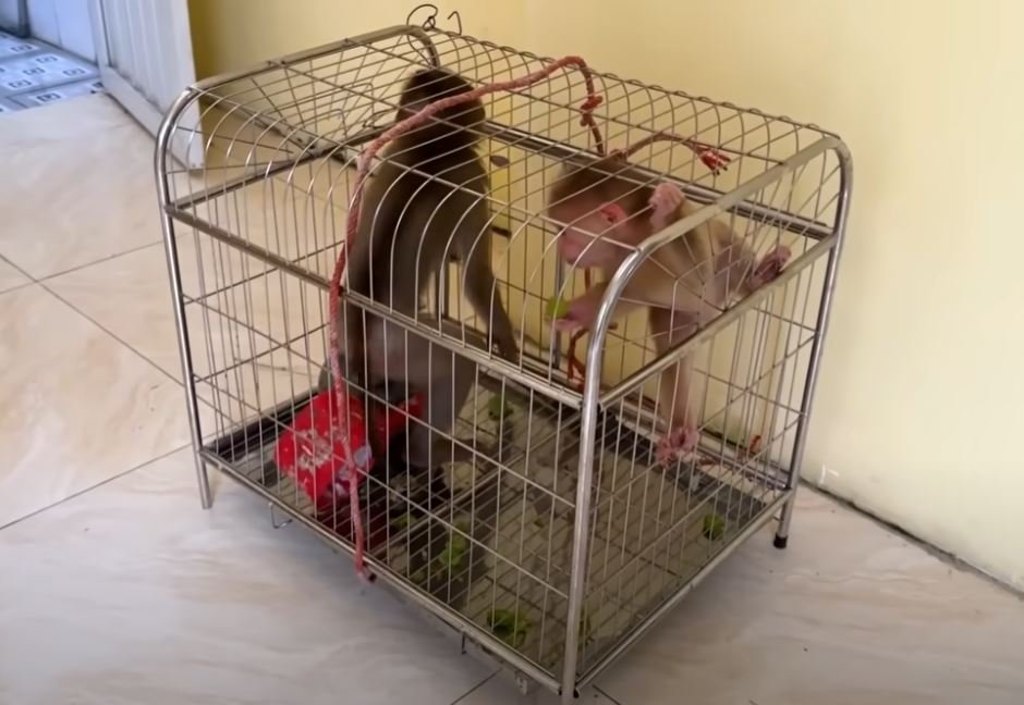 Breaking News: Monkey Kaka and Mit, Hang’s mother had to rush back and shed tears when she saw ...